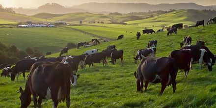 Origin Green Sustainability Programme Membership | Business Support ...