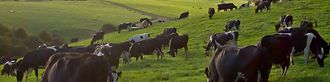 Origin Green Sustainability Programme Membership | Business Support ...